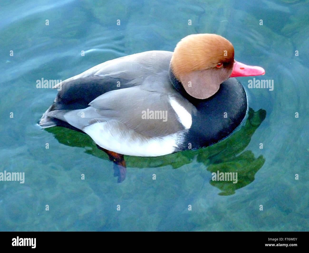 Red head duck Stock Photo - Alamy