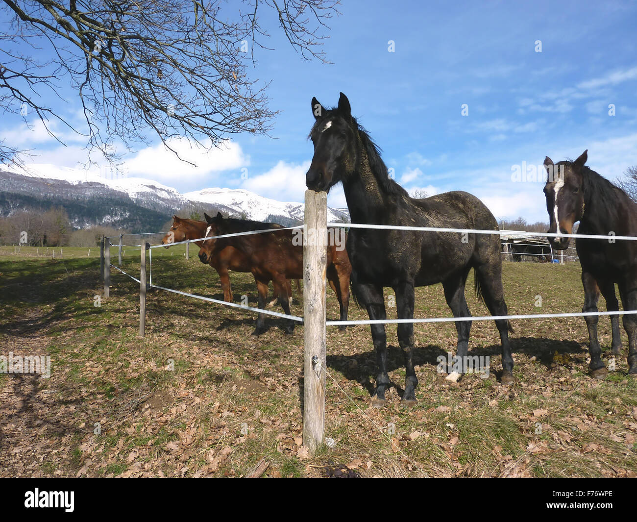 Horses behind a fence Stock Photo - Alamy