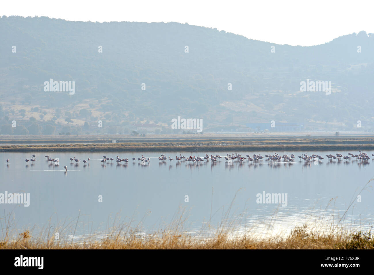 Kaloni hi-res stock photography and images - Alamy
