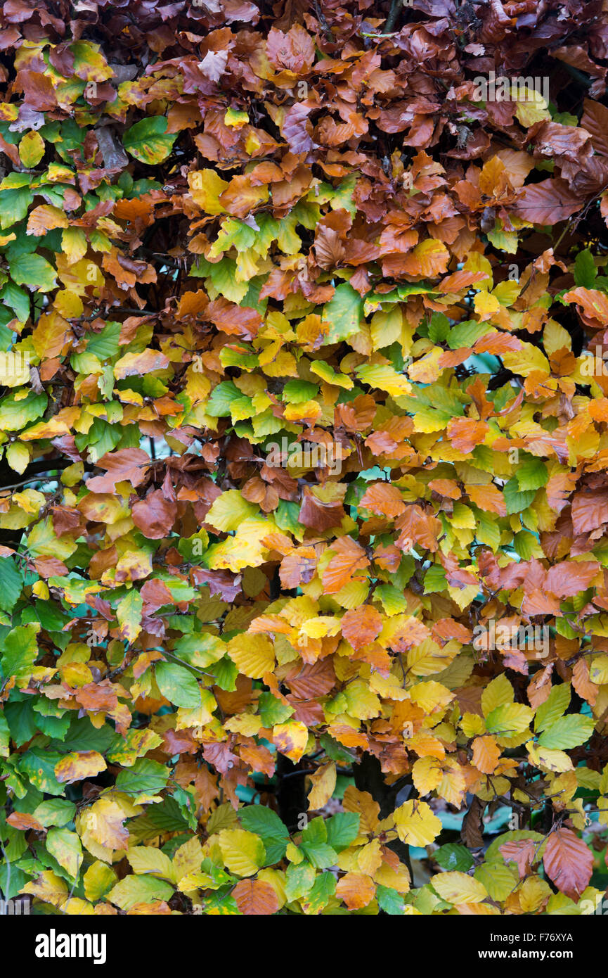 Beech hedge uk hi-res stock photography and images - Alamy