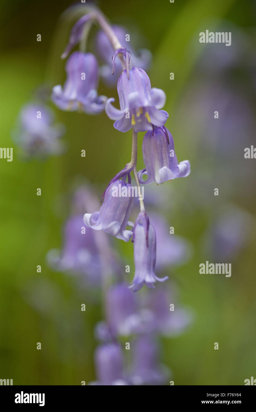 Blue bell flower hi-res stock photography and images - Alamy