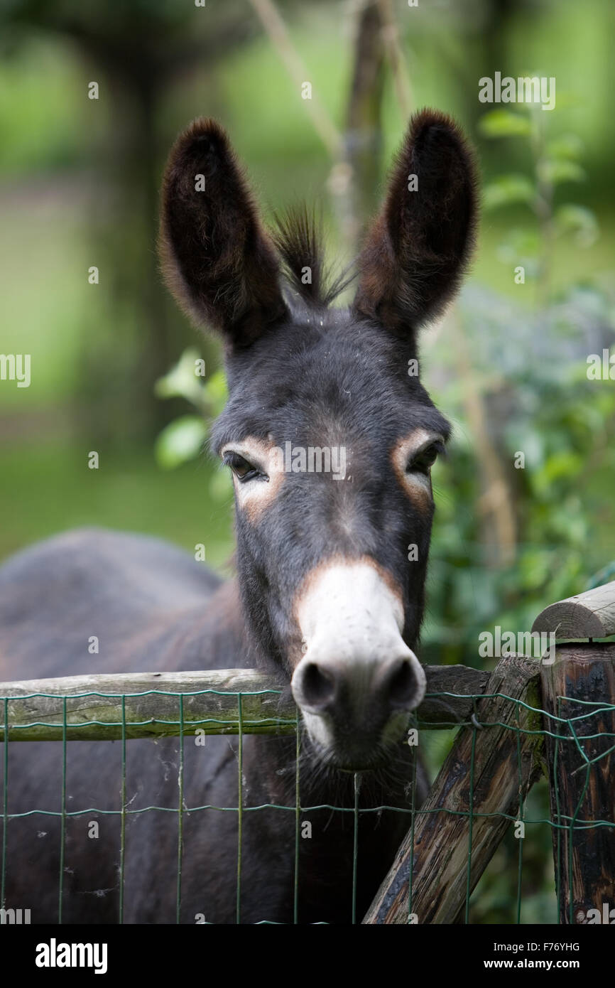 Very cute donkey hi-res stock photography and images - Alamy