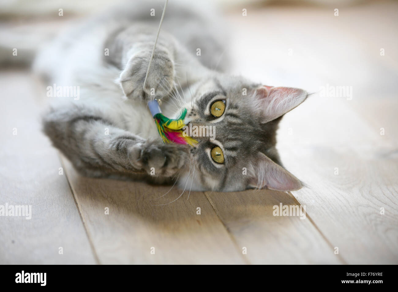 Gotcha hi-res stock photography and images - Alamy