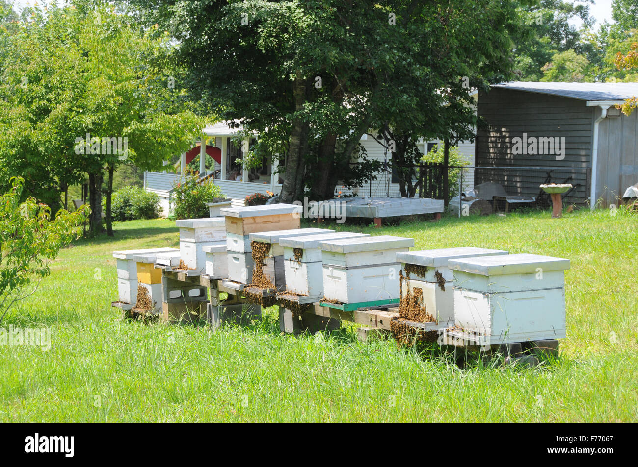 Bee Hives for pollination of food crops in central valley California ...