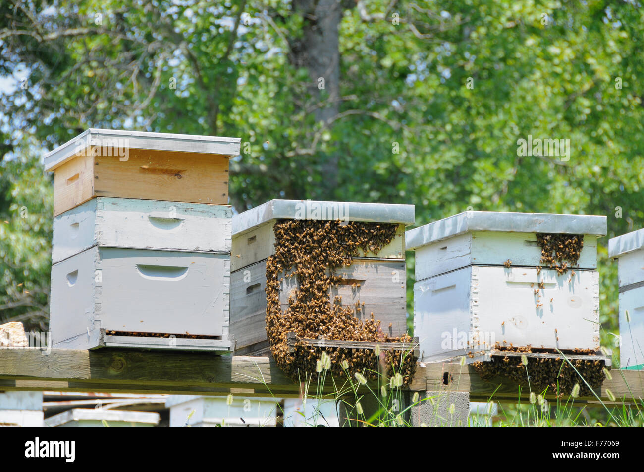 Bee Hives for pollination of food crops in central valley California ...