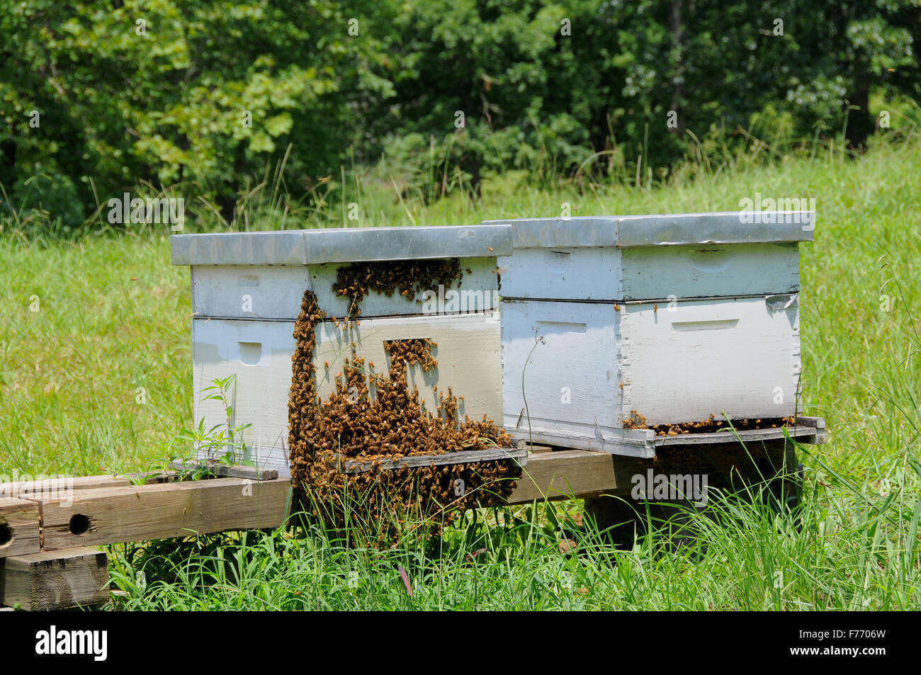 Bee Hives for pollination of food crops in central valley California ...