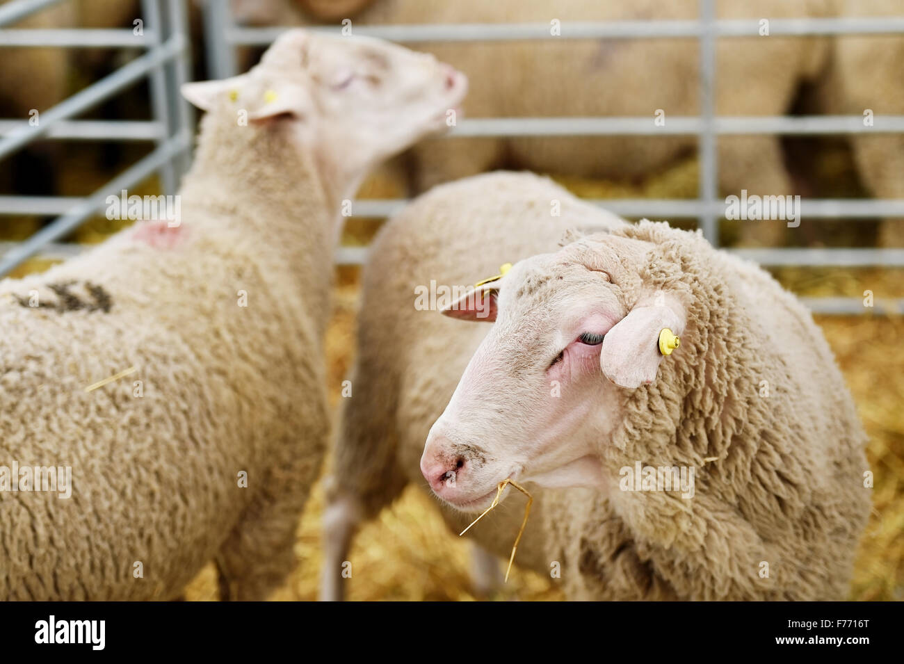 Sheep grazing inside a pen in a sheep farm Stock Photo - Alamy