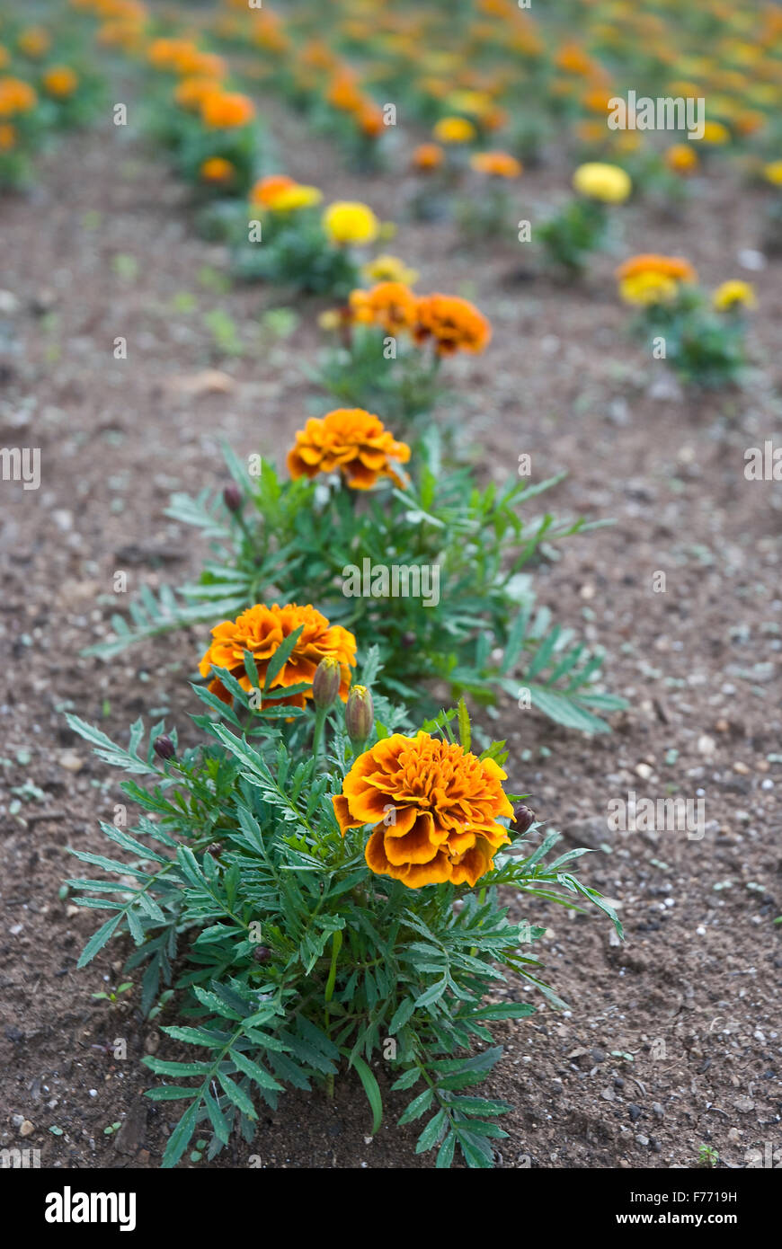 Orange Flower Line Stock Photo - Alamy