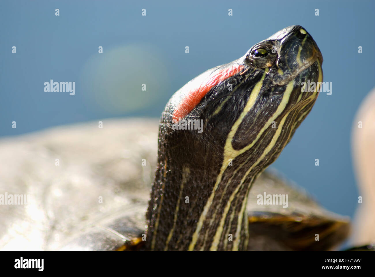 Turtle with stripes hi-res stock photography and images - Alamy