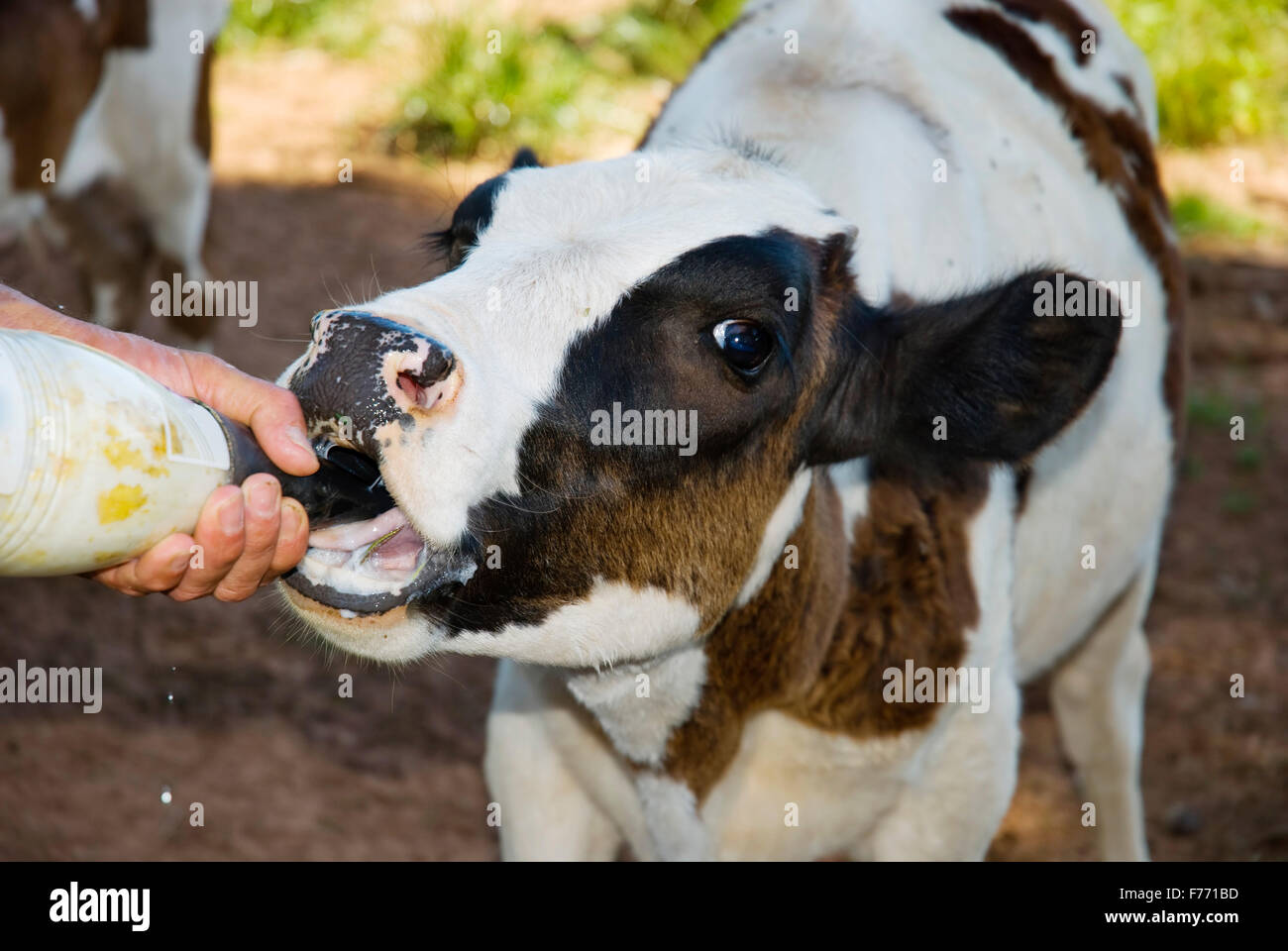 Orphan calf hi-res stock photography and images - Alamy