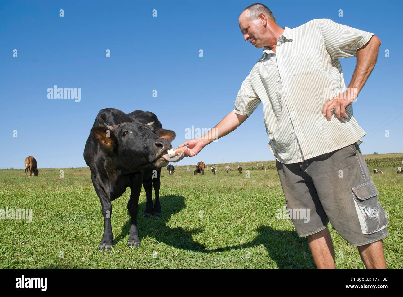 Dairy Farmer feeding cow Stock Photo - Alamy