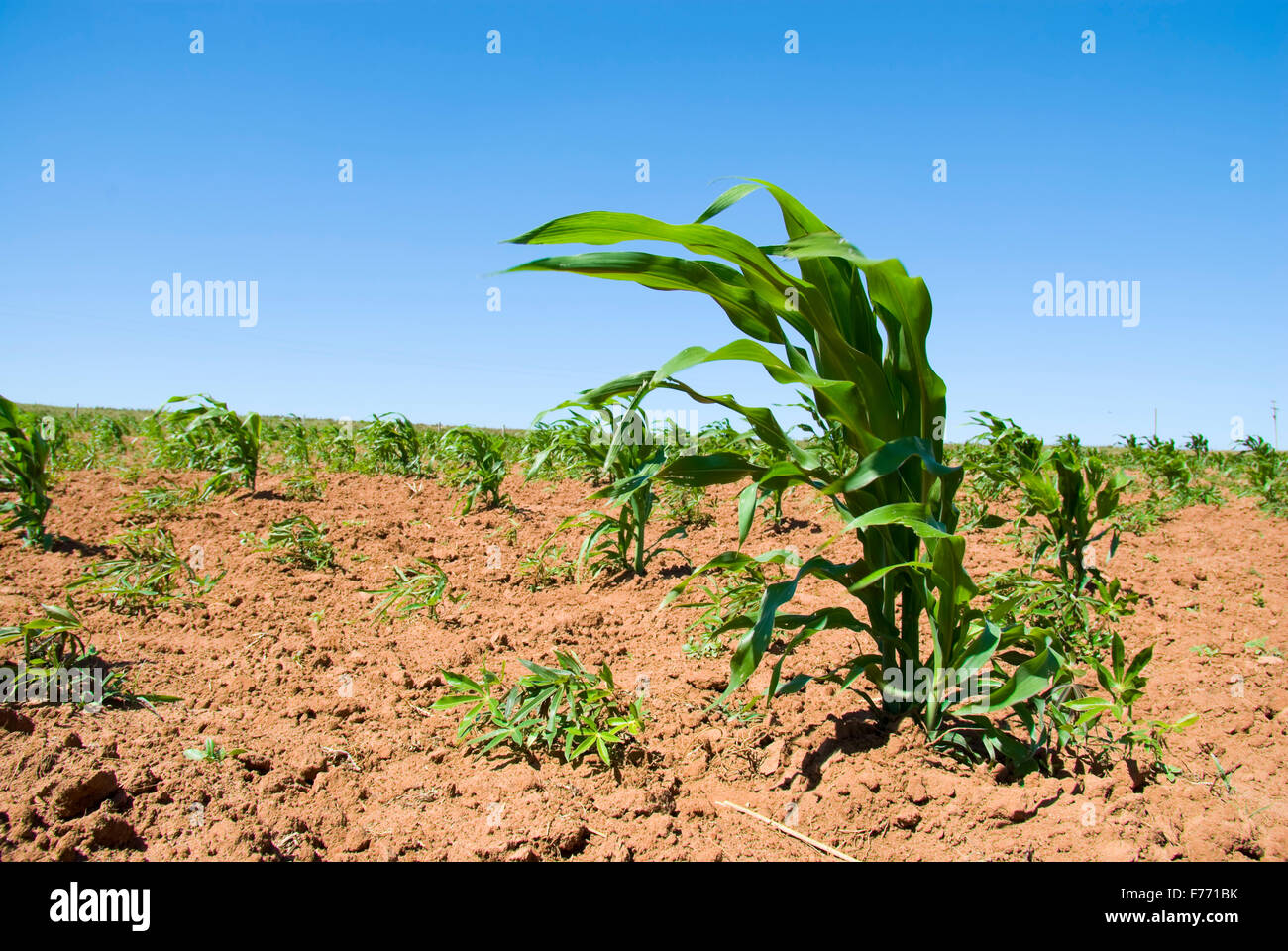 Young Corn Crop Stock Photo - Alamy