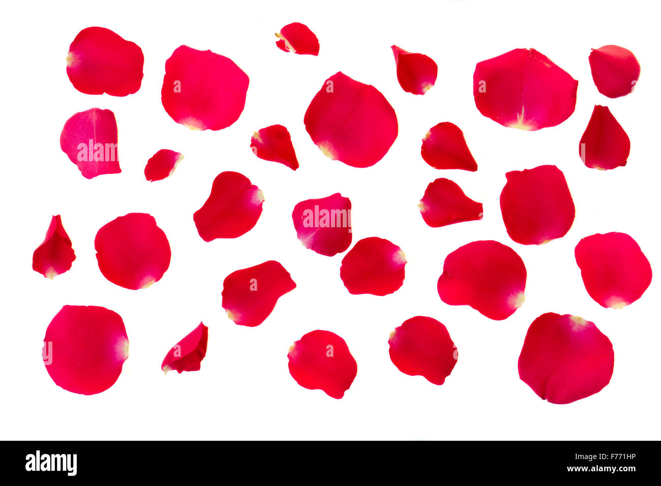 pink rose petals Stock Photo - Alamy