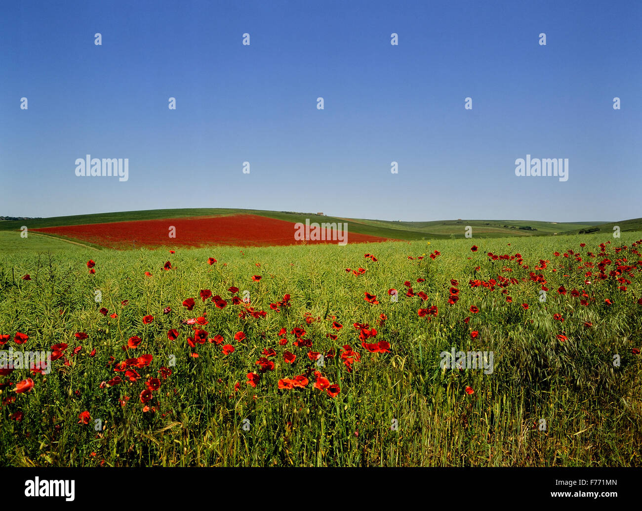 Poppy fields. South Downs National Park. East Sussex. England. UK ...