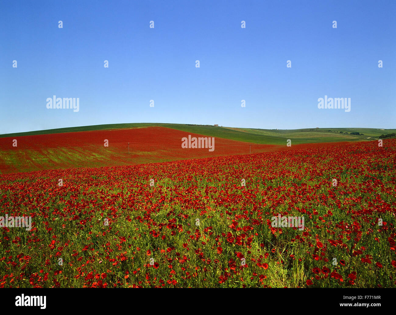 Poppy fields. South Downs National Park. East Sussex. England. UK ...
