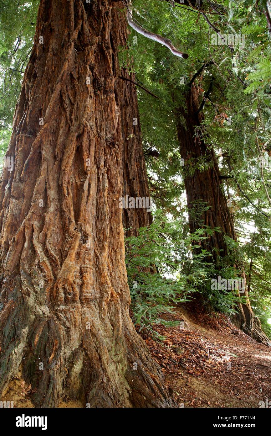 Mariposa grove redwoods hi-res stock photography and images - Alamy