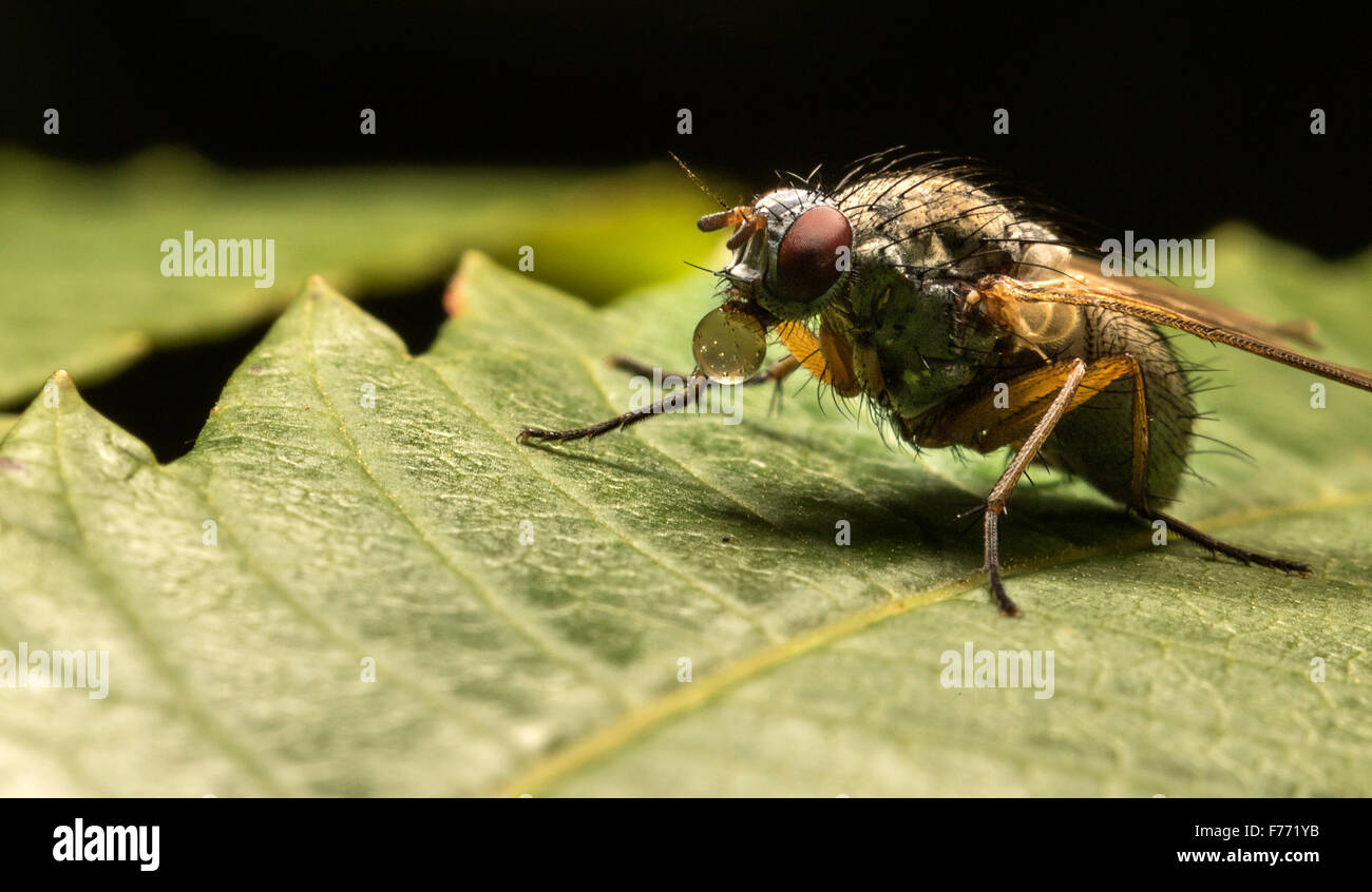 Fly blowing a bubble Stock Photo - Alamy