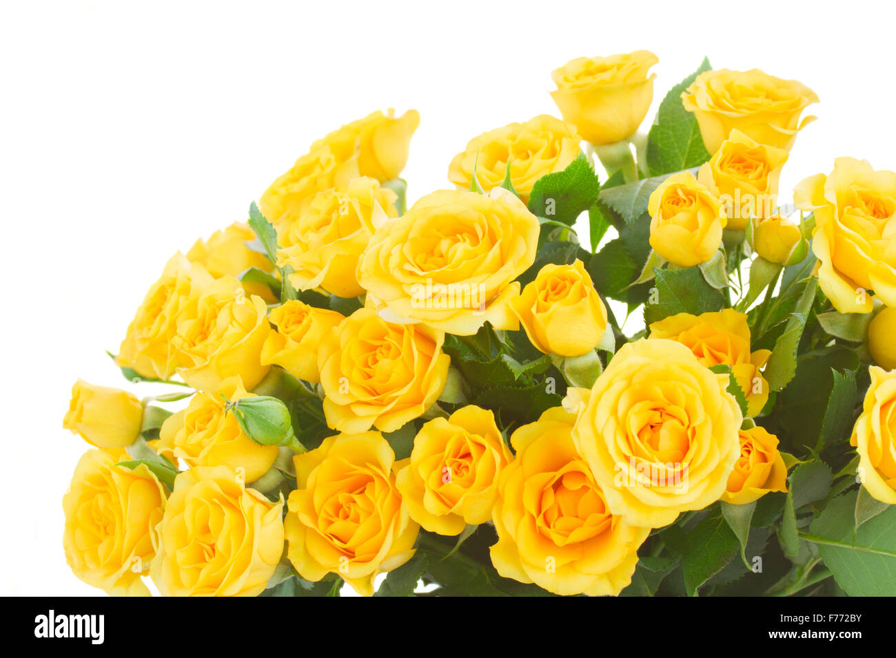bouquet of fresh roses Stock Photo - Alamy