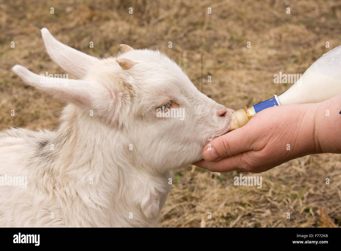 White little goat hi-res stock photography and images - Alamy