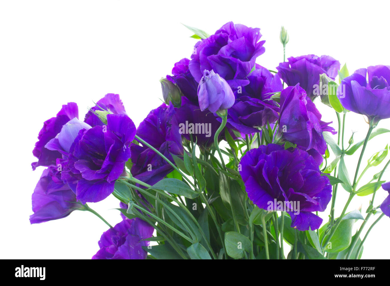 Eustoma blooms hi-res stock photography and images - Alamy
