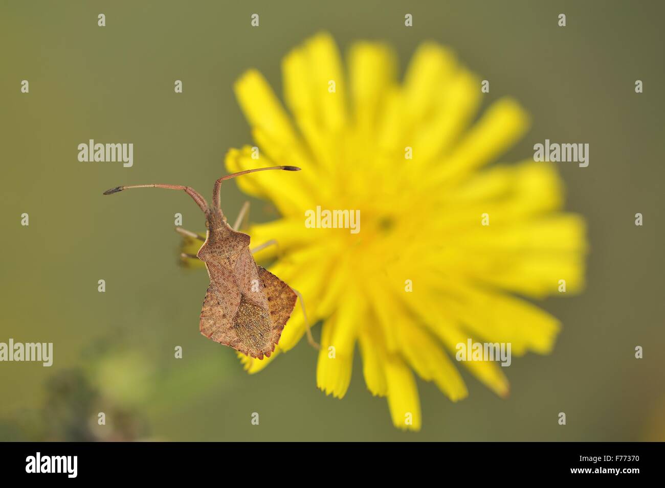 Rhombic Leatherbug - Stink Bug (Syromastus rhombeus - Syromastes ...