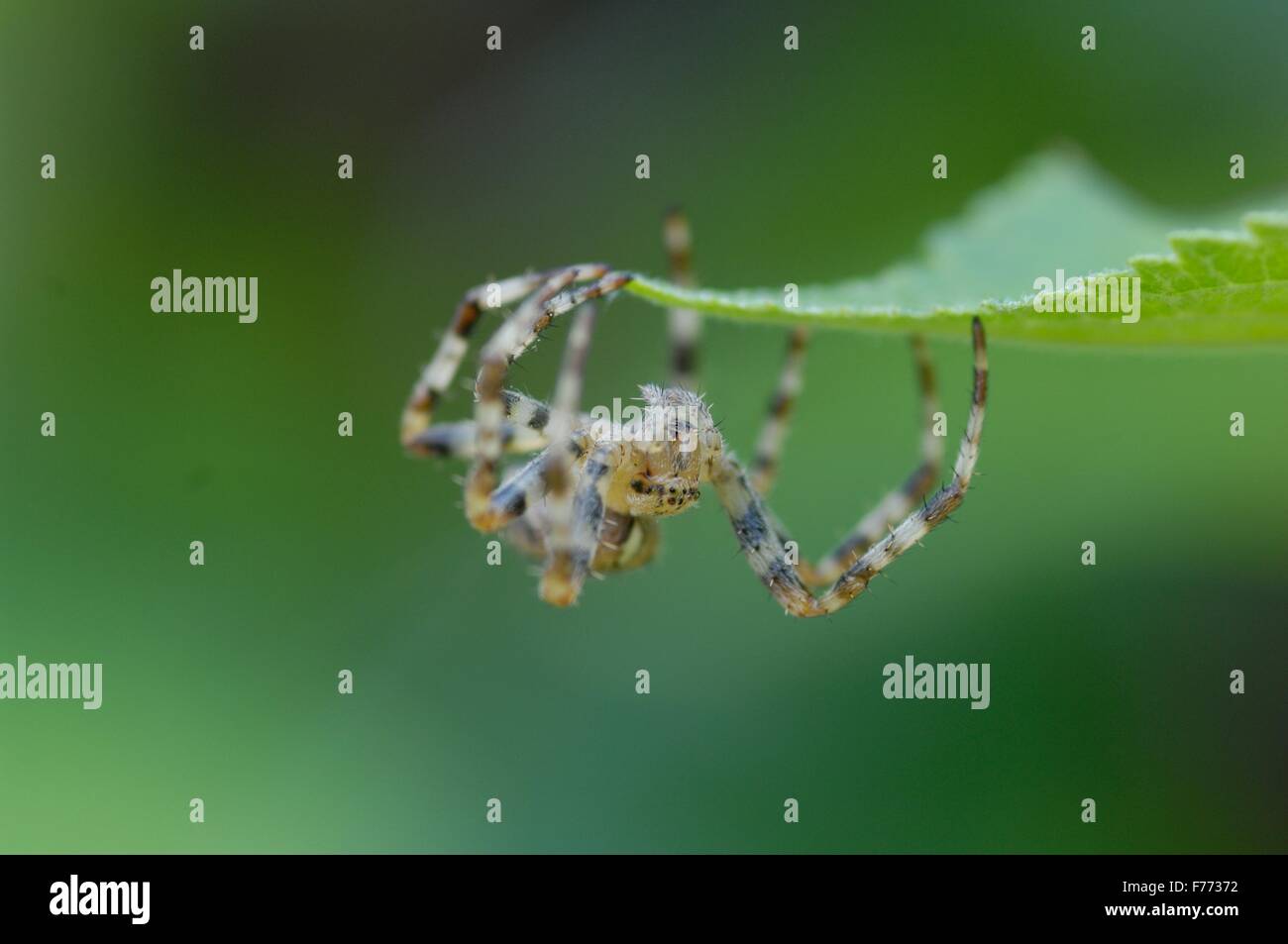 European Gardenspider - Diadem Spider - Cross Spider - Cross Orbweaver ...