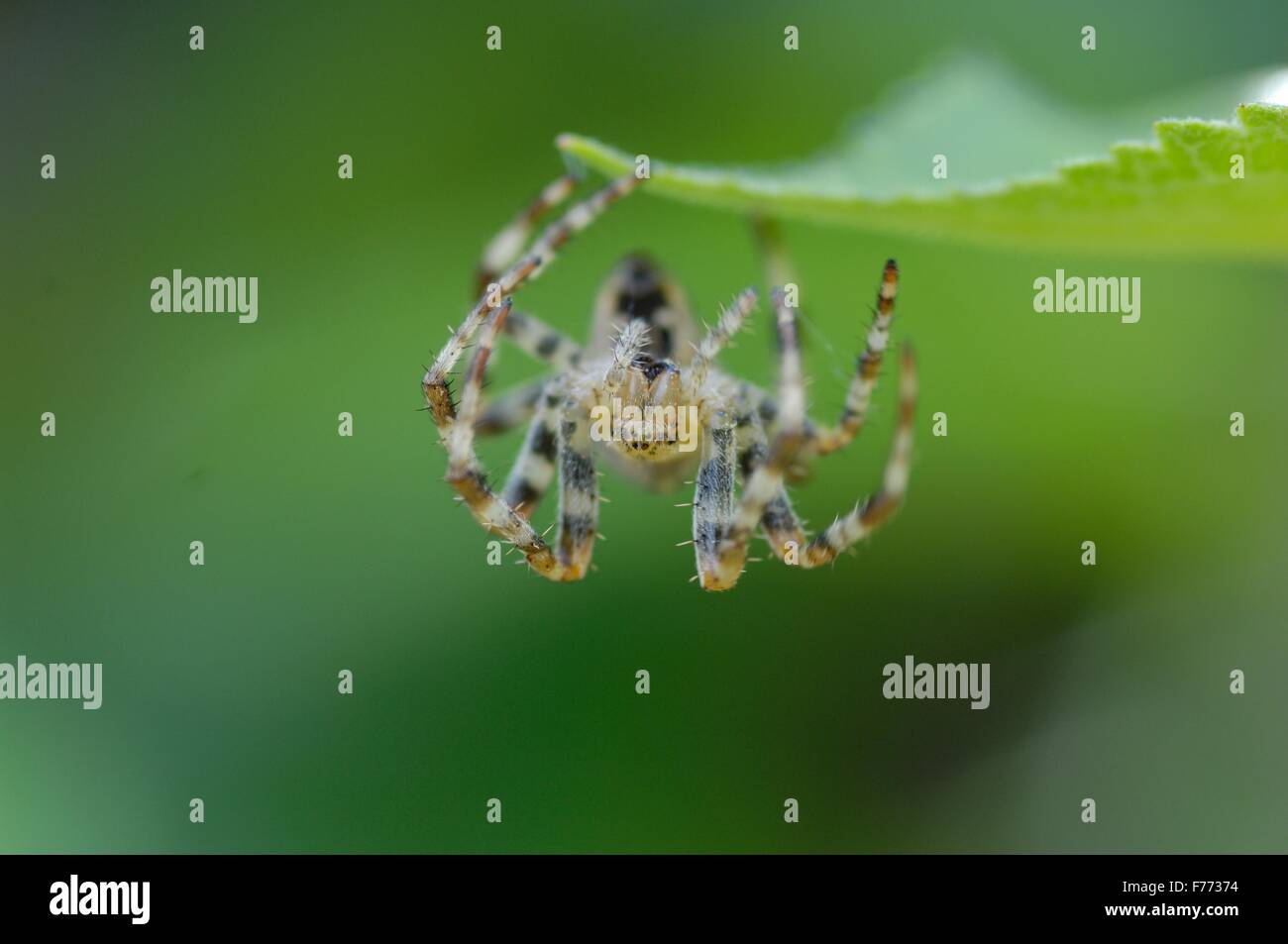 European Gardenspider - Diadem Spider - Cross Spider - Cross Orbweaver ...