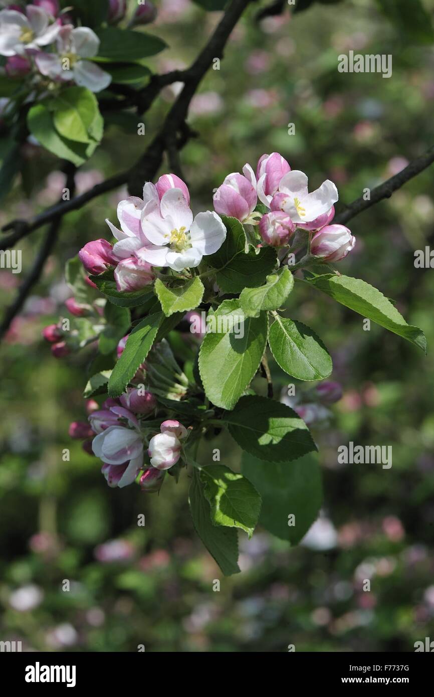 Apple tree malus communis hi-res stock photography and images - Alamy