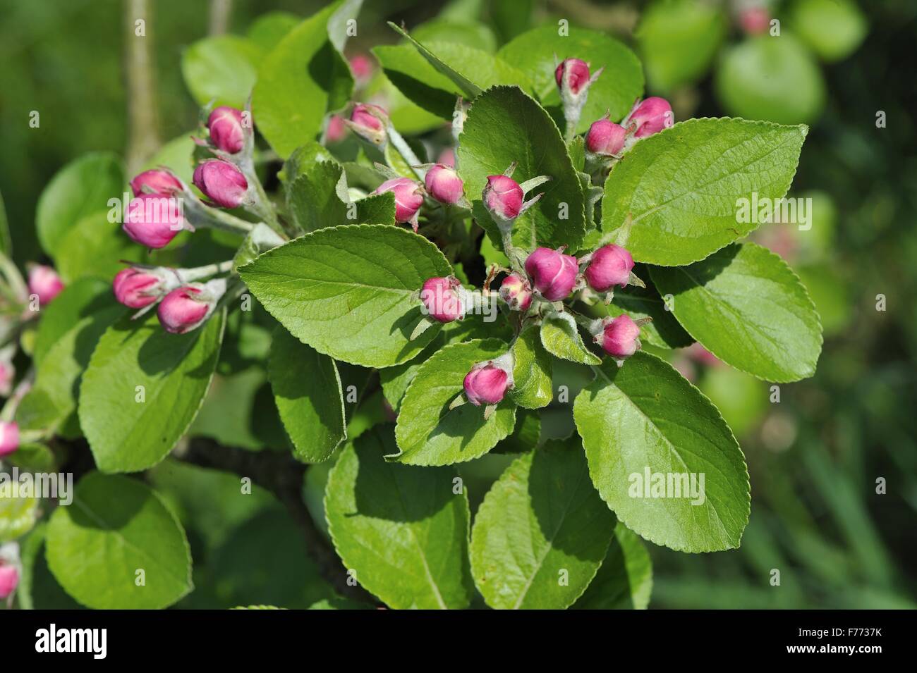 Apple tree flower malus communis hi-res stock photography and images ...