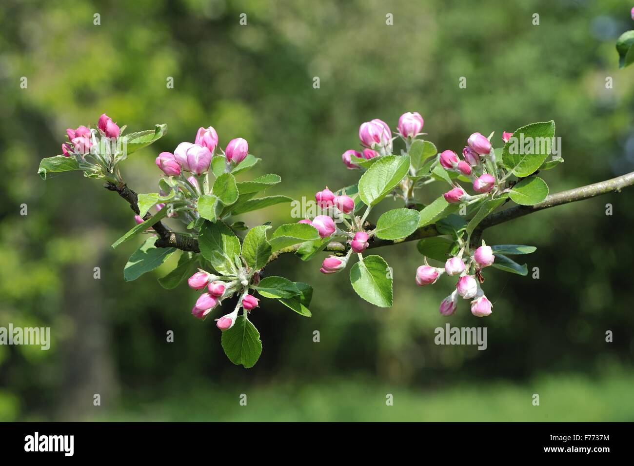 Malus communis hi-res stock photography and images - Alamy