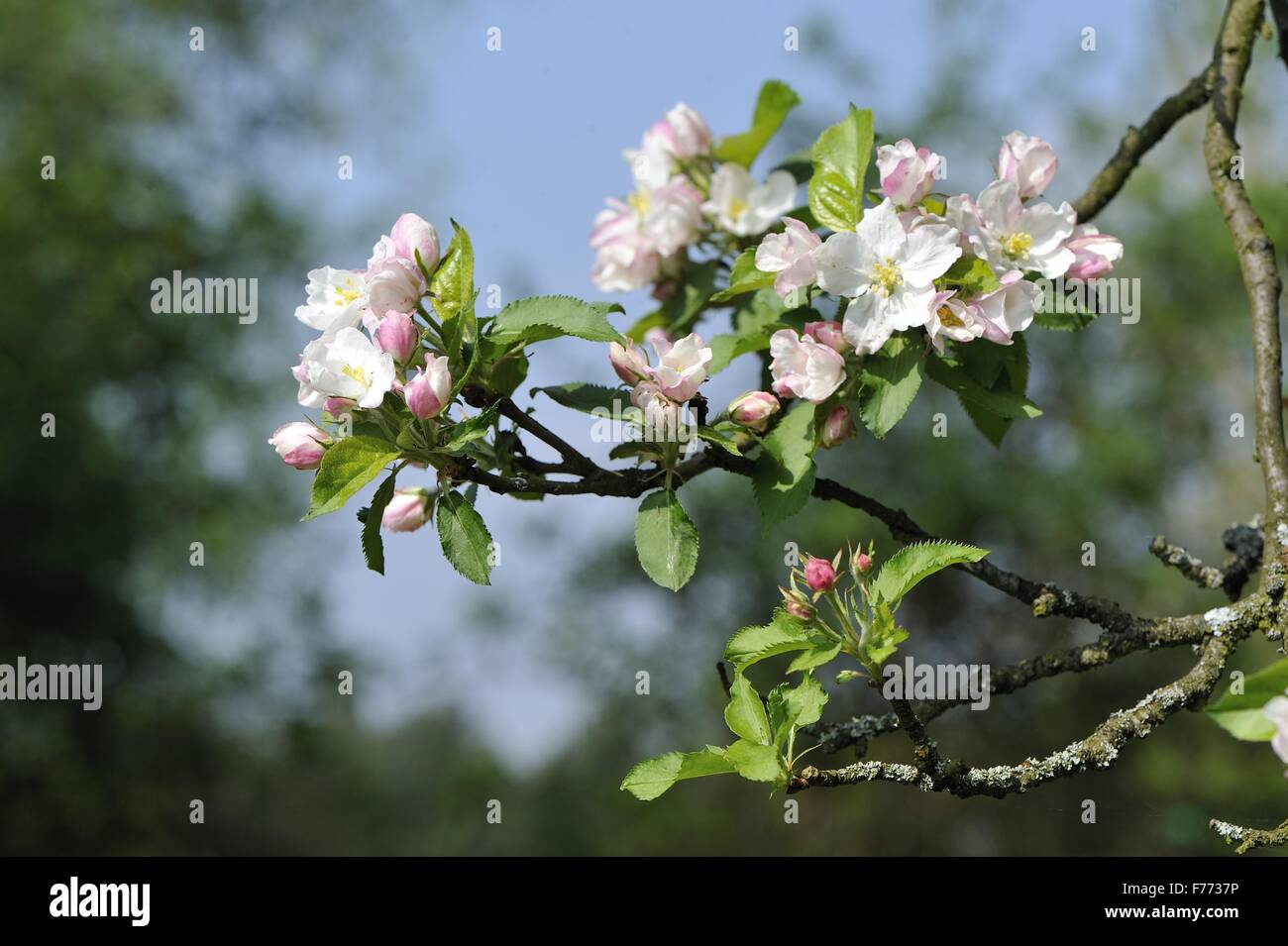 Domestic appletree - Apple (Malus domestica - Malus communis) blooming ...