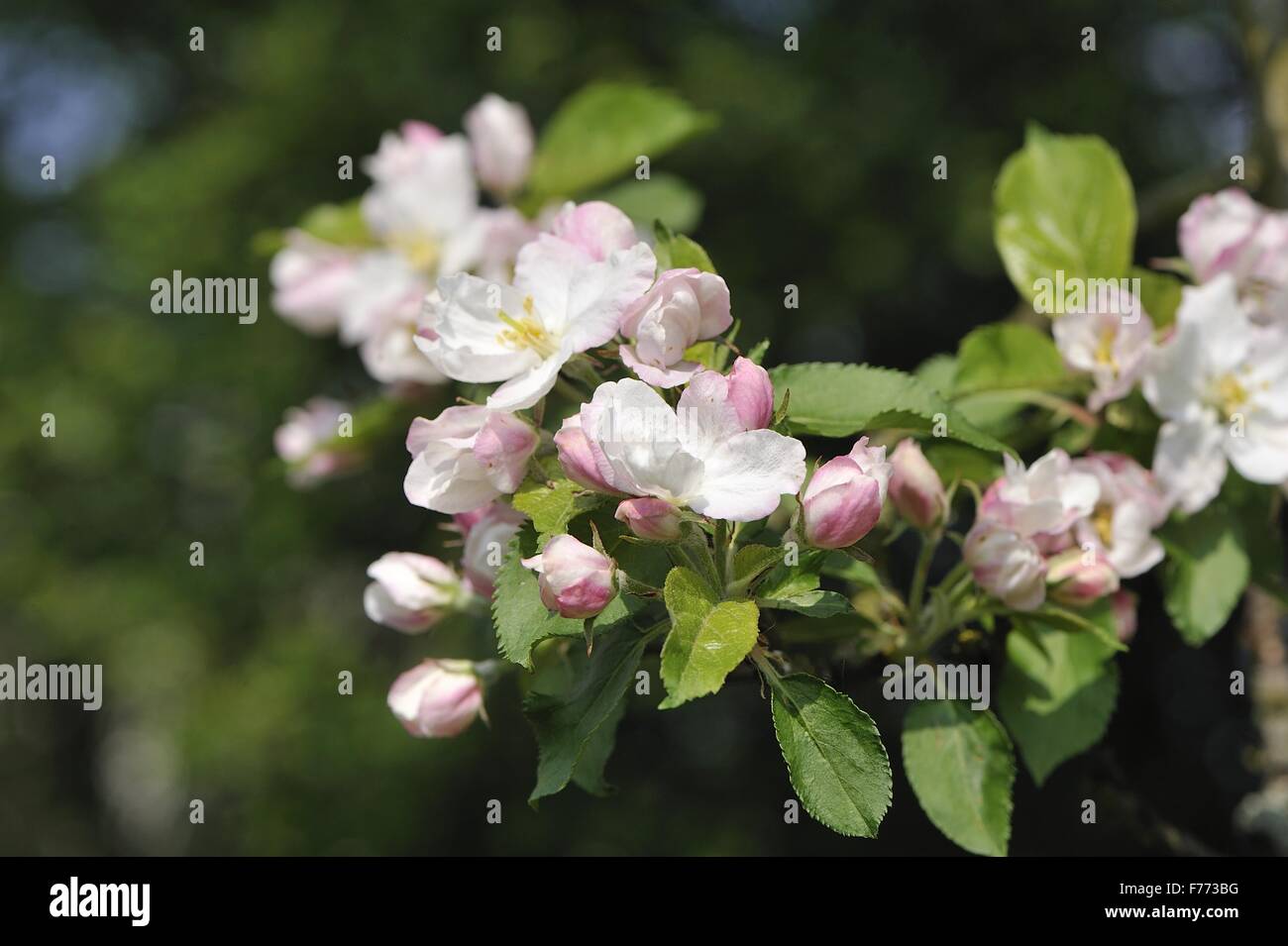 Domestic appletree - Apple (Malus domestica - Malus communis) blooming ...