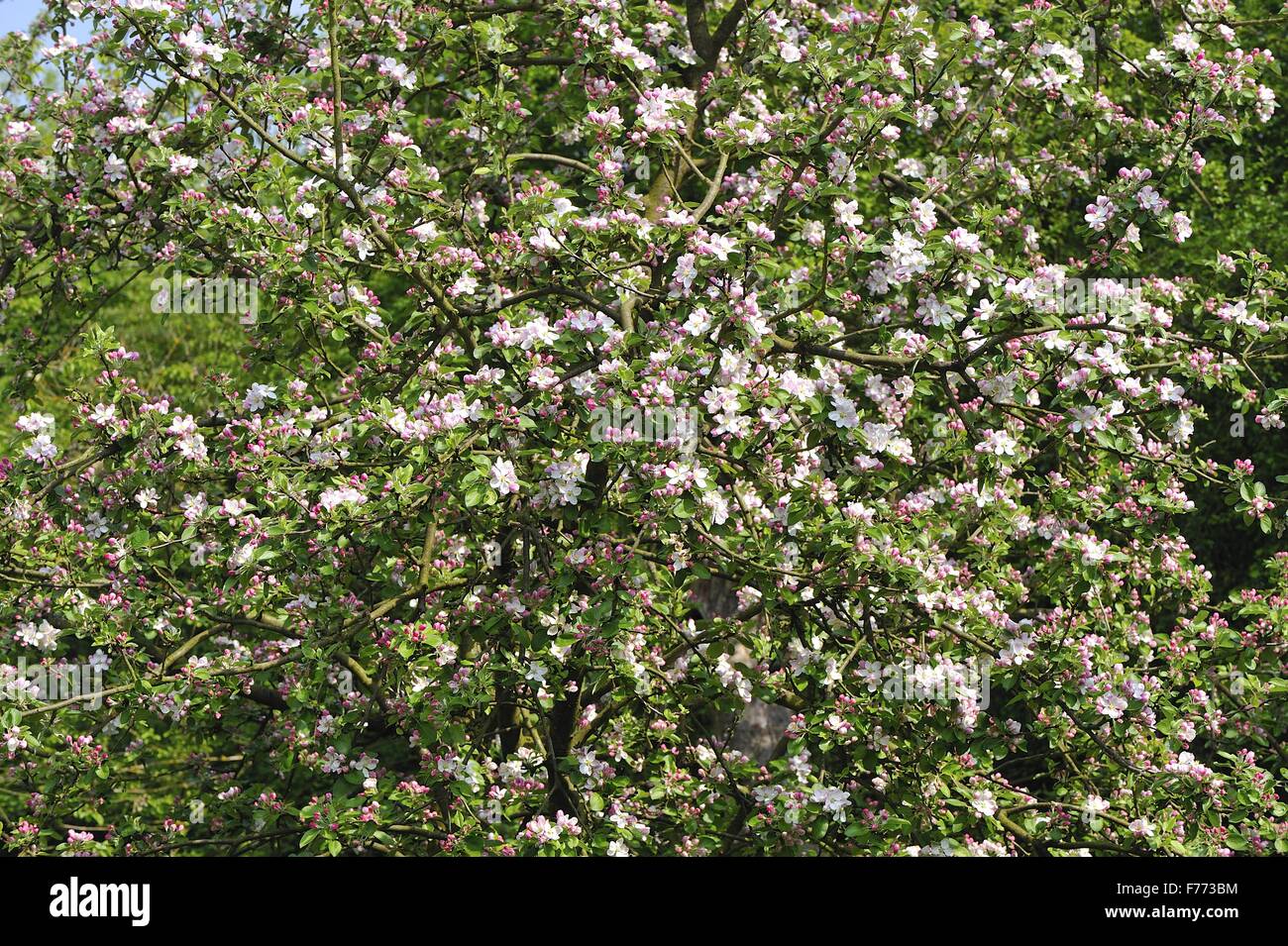 Apple tree malus communis hi-res stock photography and images - Alamy
