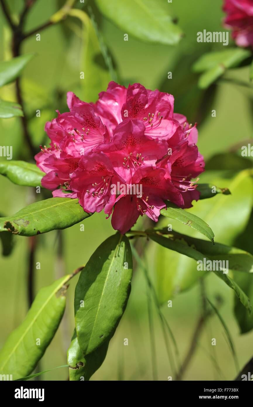 Pontic Rhododendron (Rhododendron ponticum) red specimen flowering at ...