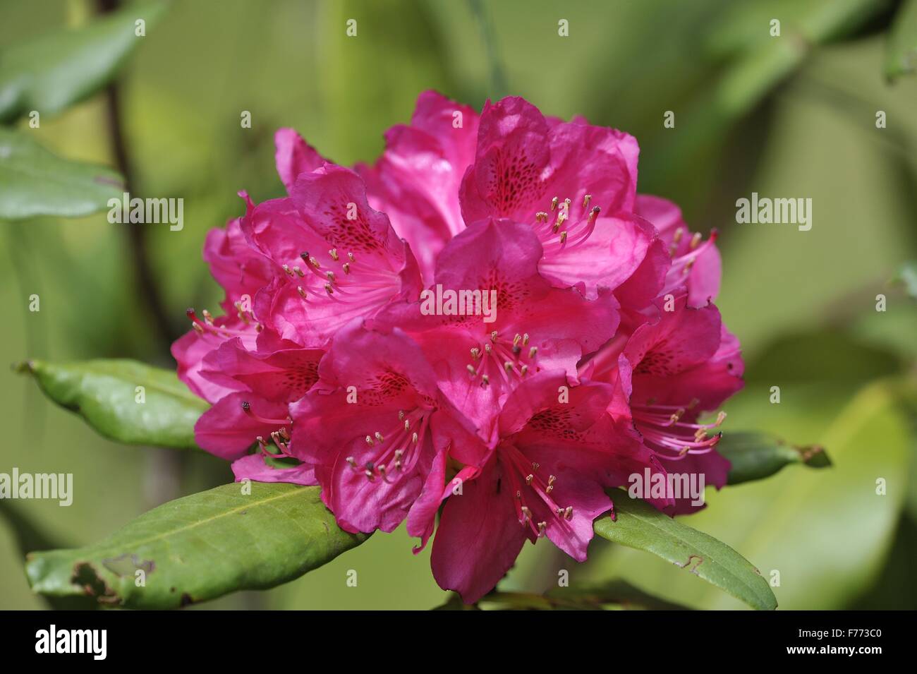 Pontic Rhododendron (Rhododendron ponticum) red specimen flowering at ...