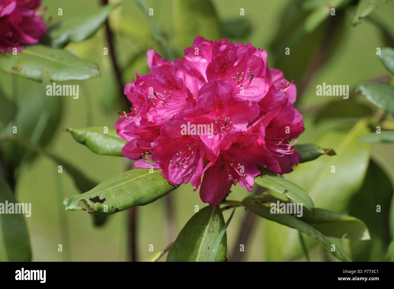 Pontic rhododendron hi-res stock photography and images - Alamy