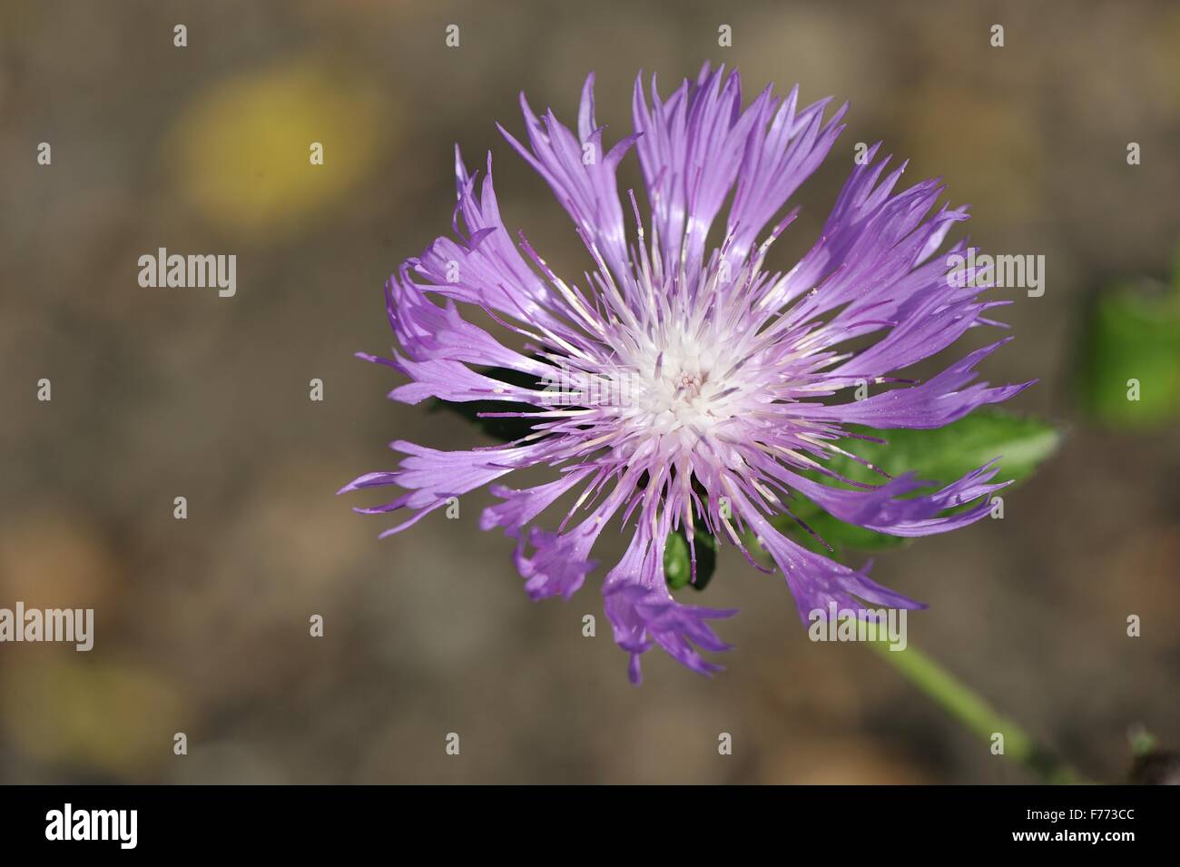 Persian Cornflower - Whitewash Cornflower (Centaurea dealbata ...