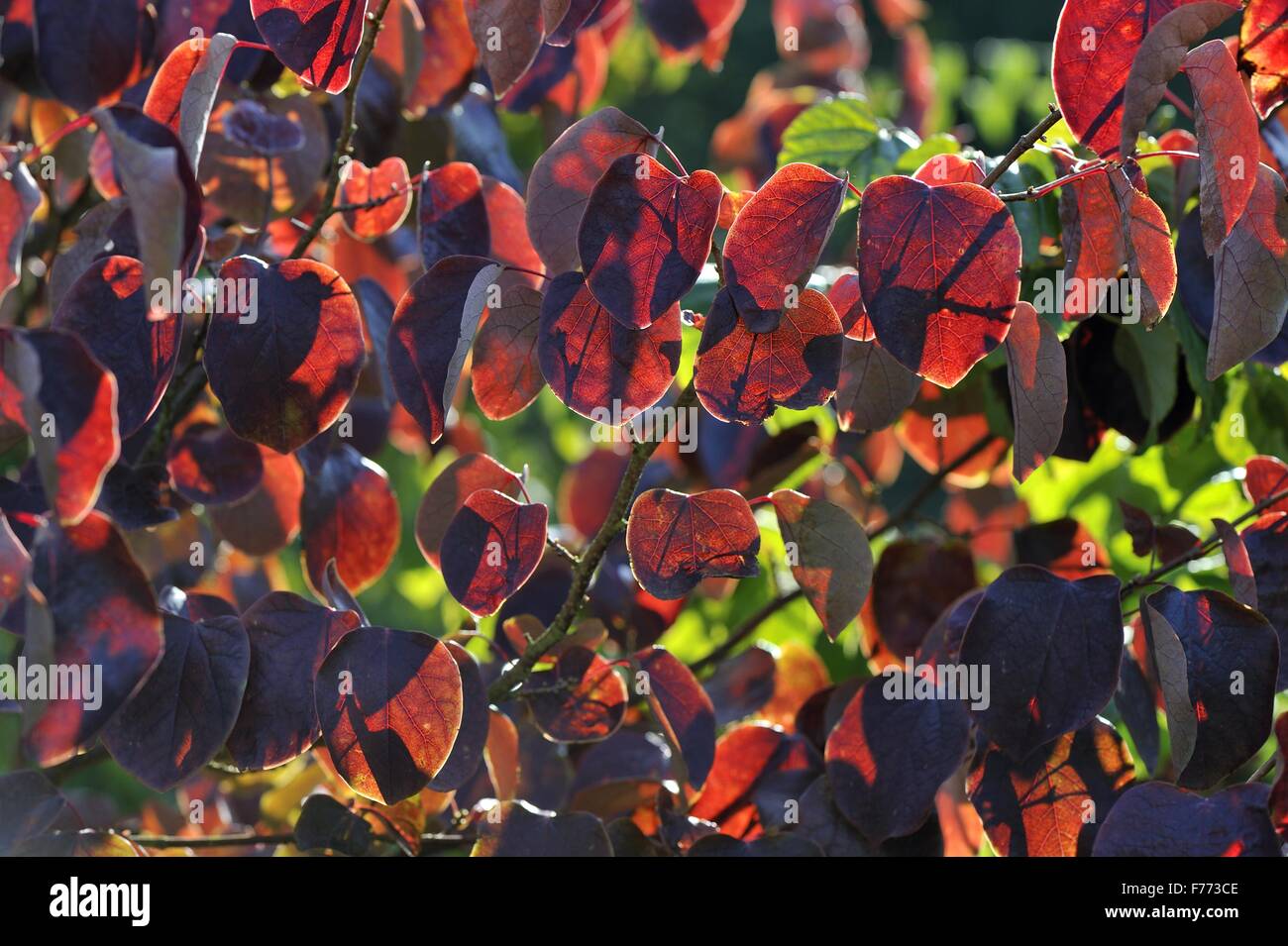 Chinese redbud hi-res stock photography and images - Alamy