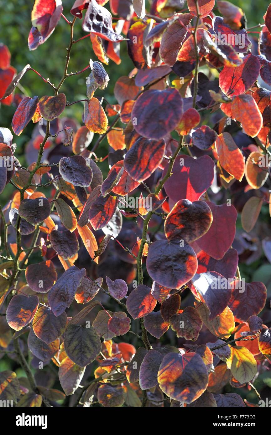 Chinese redbud hi-res stock photography and images - Alamy