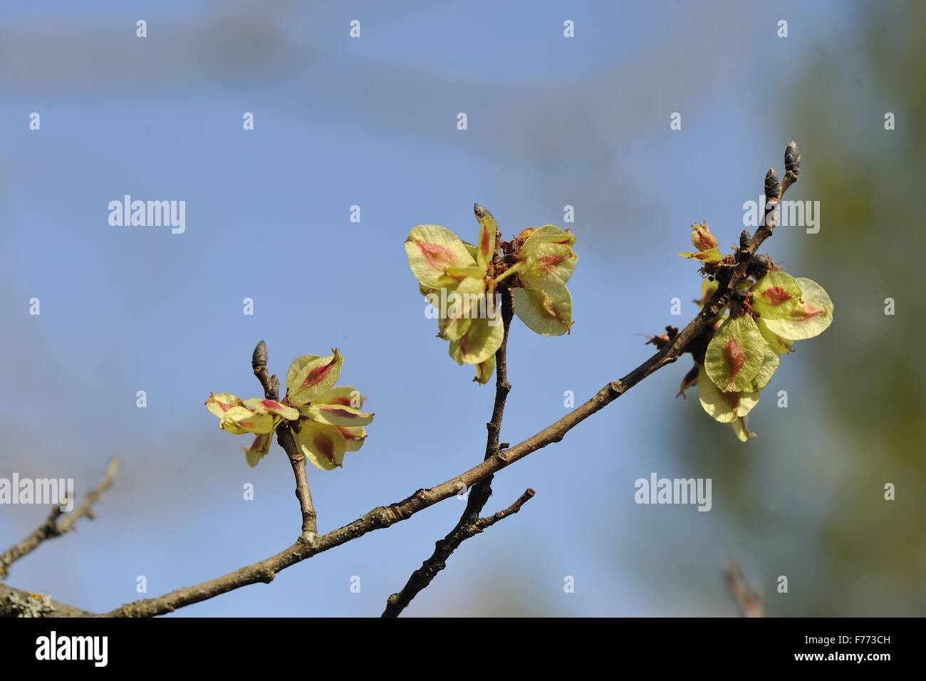 Field Elm - Smoothleaf Elm - Smoothleaved Elm (Ulmus campestris - Ulmus ...