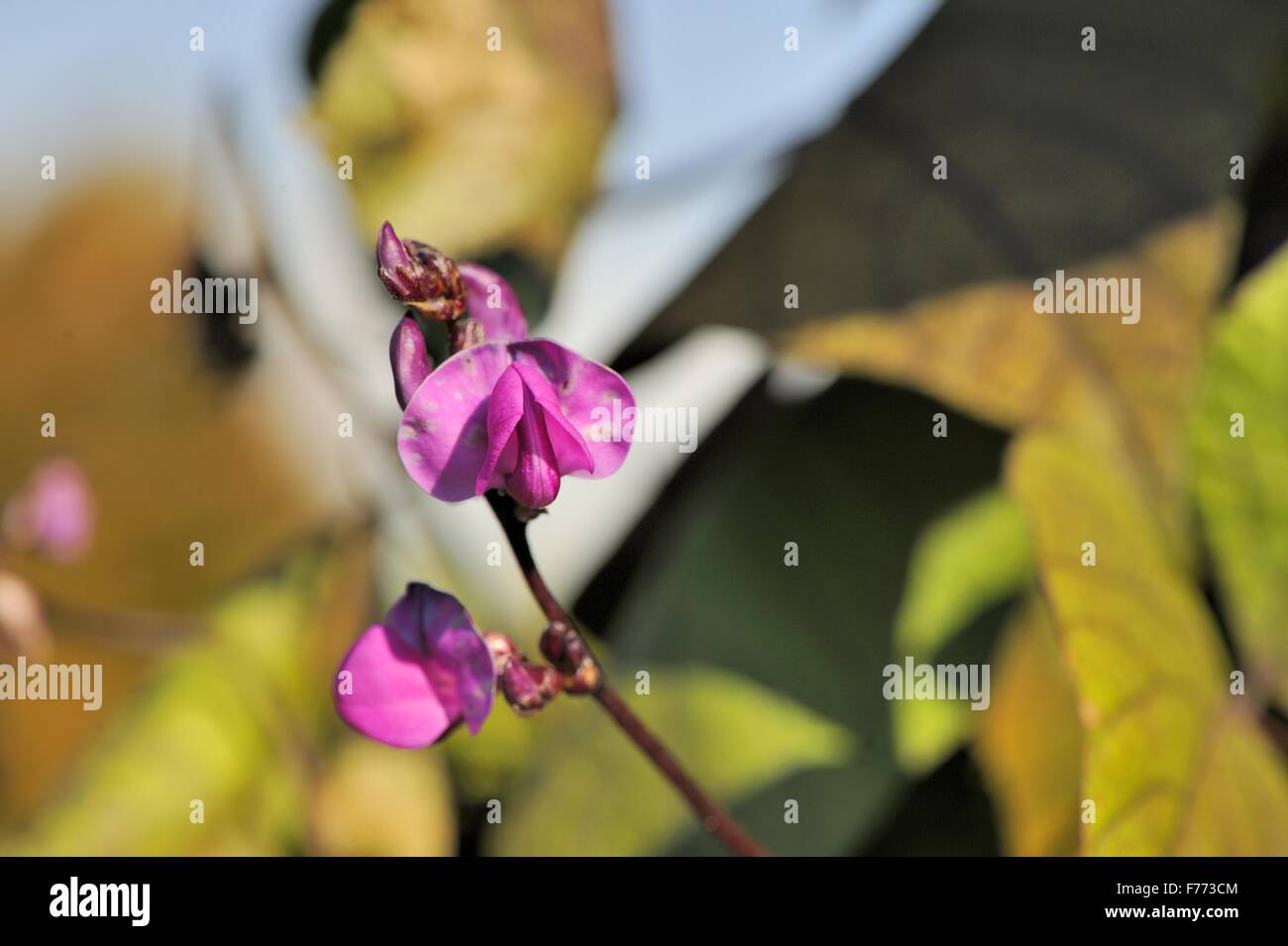 Lablab Bean - Hyancinth Bean - Egyptian Bean - Bonavist pea - (Lablab ...