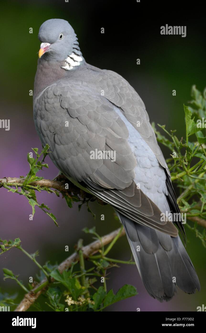 Common european bird hi-res stock photography and images - Alamy