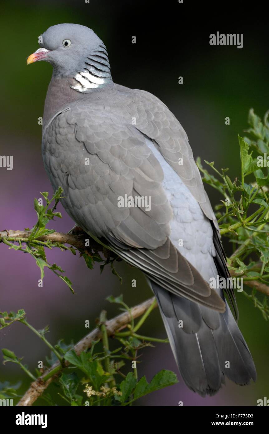 Common Wood Pigeon - European Wood pigeon (Columba palumbus - Columba ...