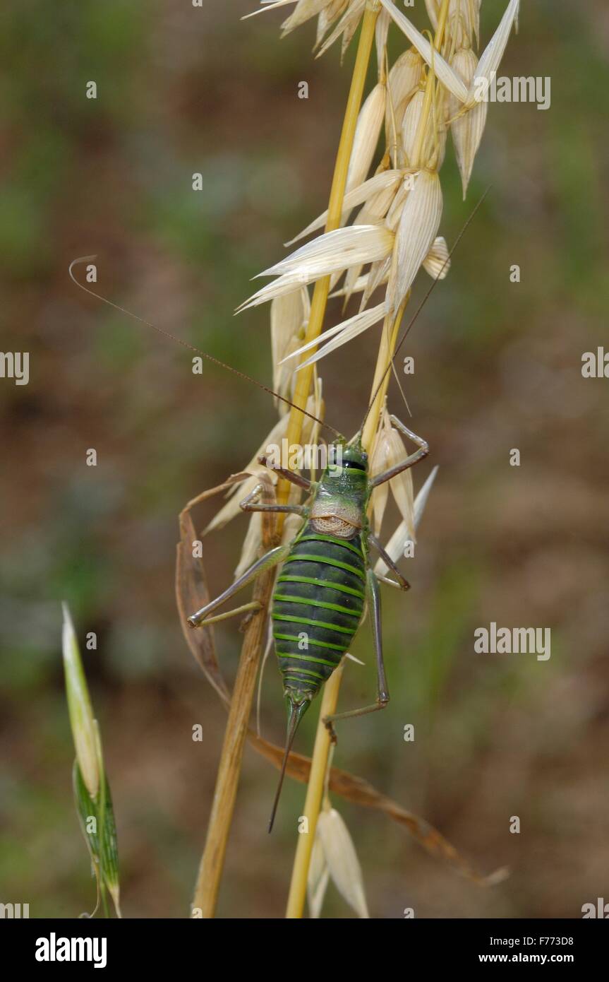 Female saddle backed bush cricket hi-res stock photography and images ...
