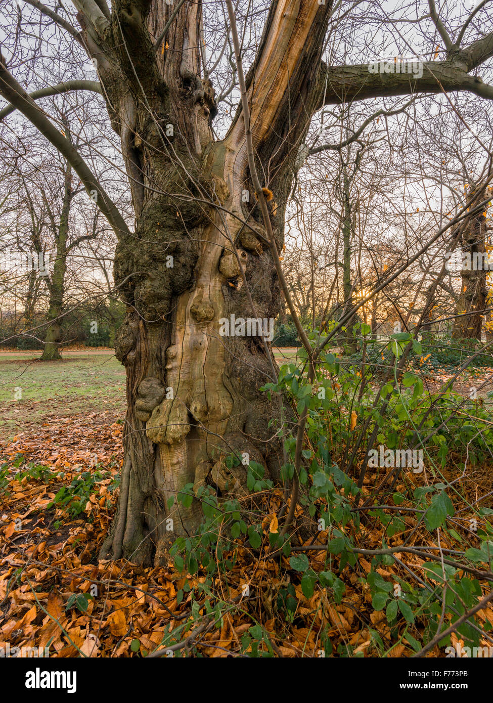 Sweet chestnut tree in Kensington Gardens Stock Photo - Alamy