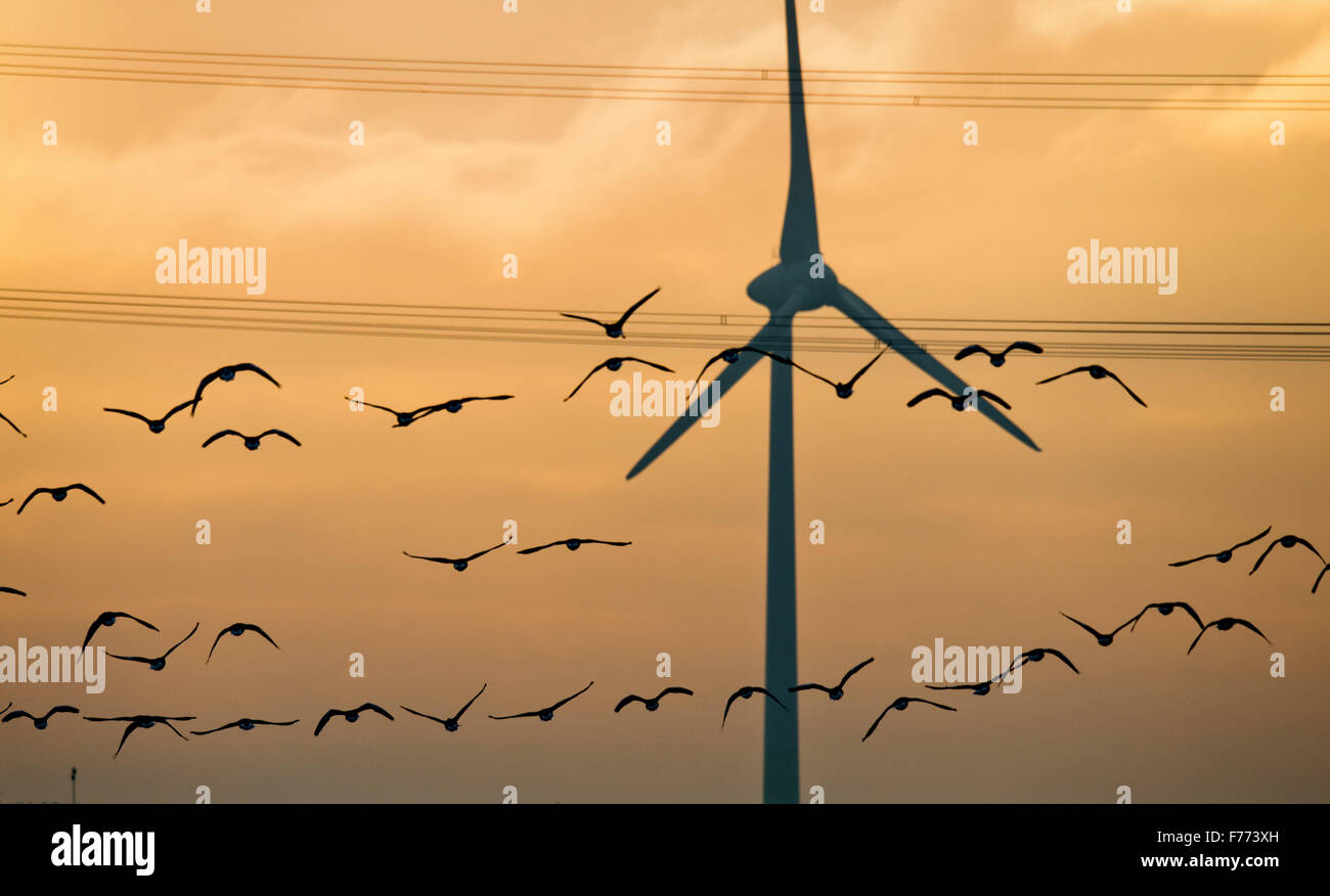 Sehnde, Germany. 26th Nov, 2015. Grey geese (Anser anser) fly past a ...