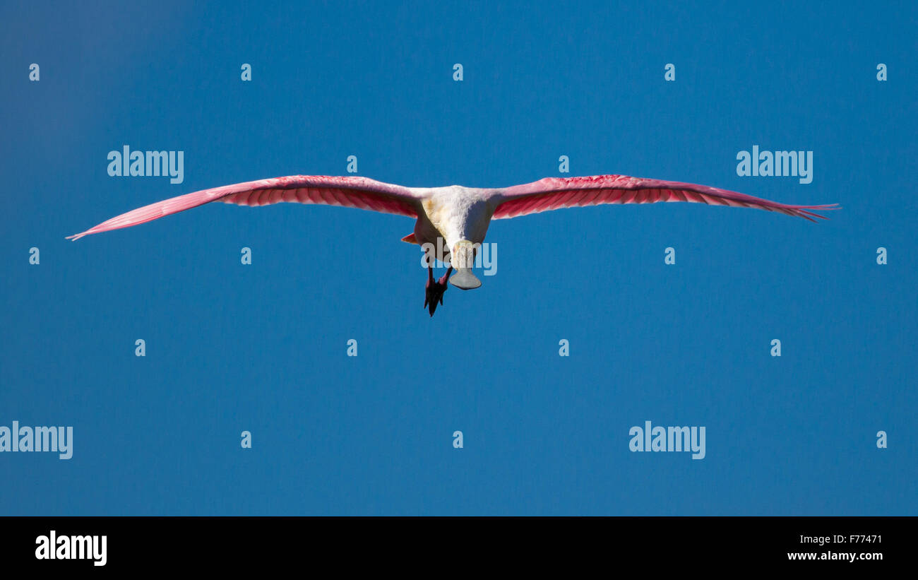 A roseate spoonbill flying over a salt marsh in Florida, USA Stock ...