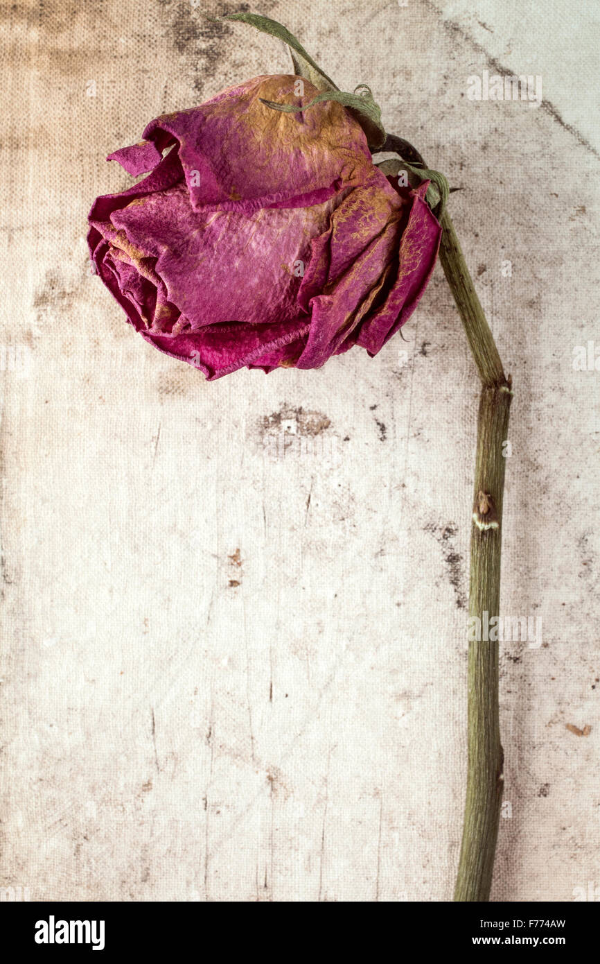 One dry rose against dirty canvas background with copy-space Stock ...
