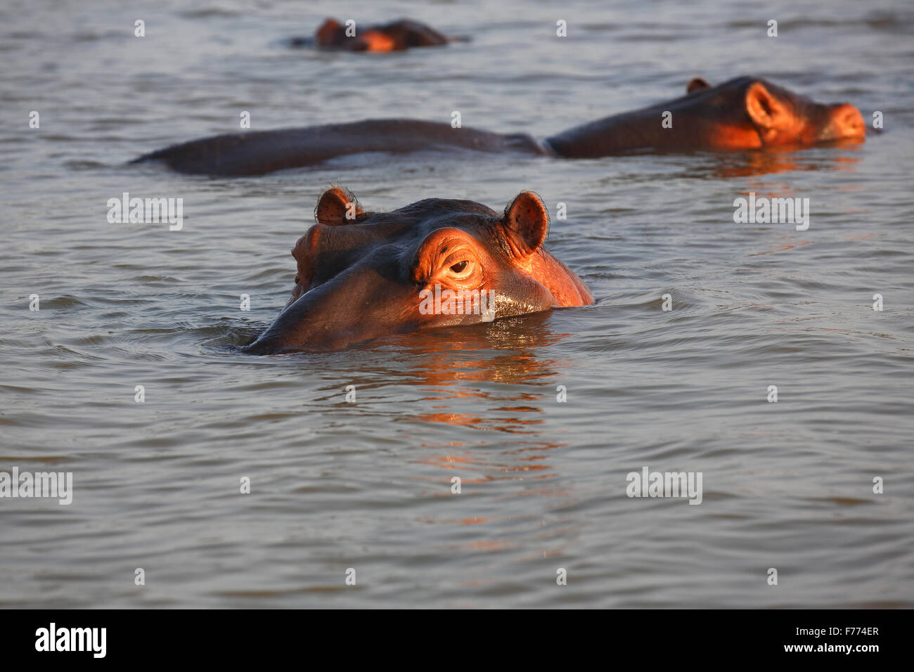 Hippos (Hippopatamus amphibius) in the water, hippos, iSimangaliso ...