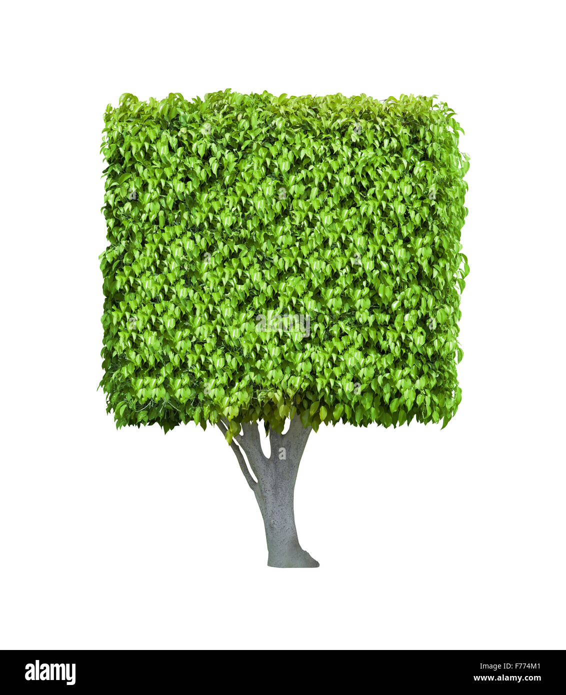 Box shaped tree isolated on white background Stock Photo - Alamy